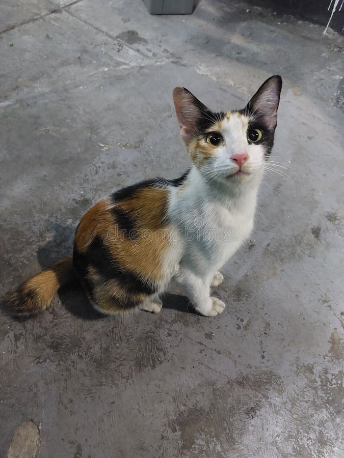 Cat Look at the Camera and Person Stock Image - Image of animal, person ...