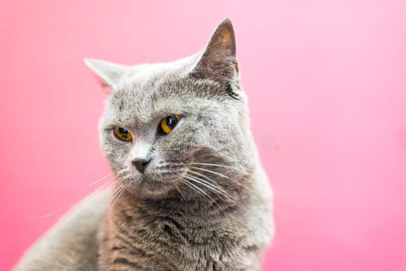 Cat look stock photo. Image of interior, foreground, napping - 44290278