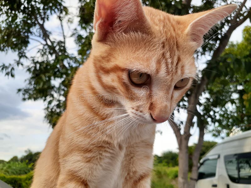 Cat Look Down stock image. Image of animal, wildlife - 161133035