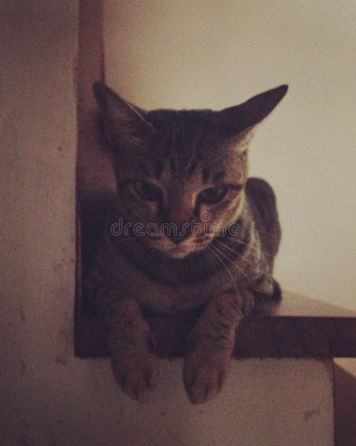 Cat look down stock photo. Image of stairs, floor, look - 92211480