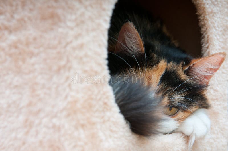 Cat look stock photo. Image of adored, foreground, door - 59543792