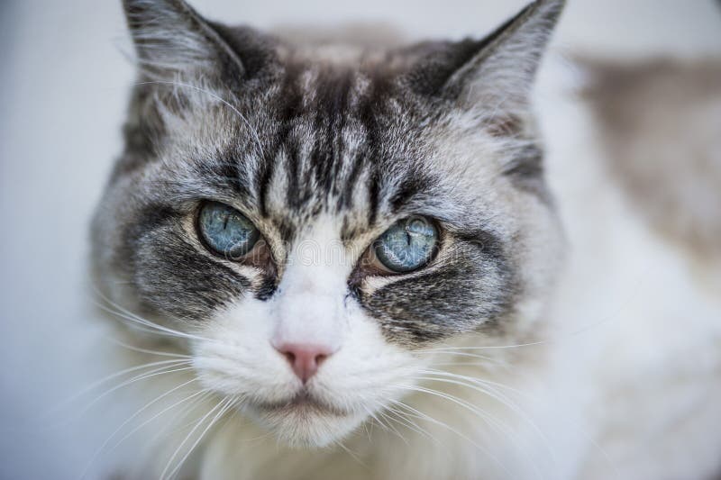Cat look stock image. Image of look, waiting, pointing - 77678853