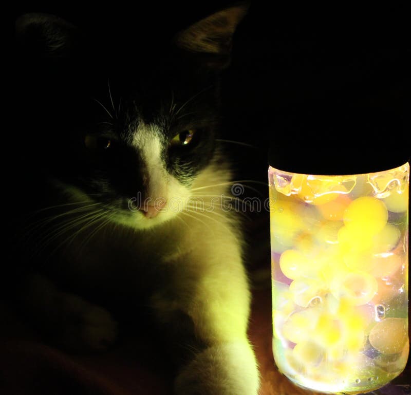 Bat cat stock image. Image of like, cute, look, night - 123472157