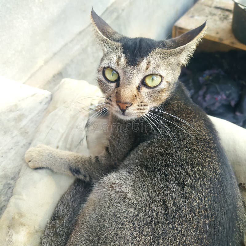 This Cat Look Like a Wild Cat. Stock Photo - Image of mammal, snout ...