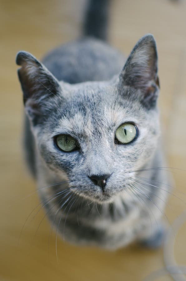 Cat look stock photo. Image of indoors, kitten, baby - 42949058