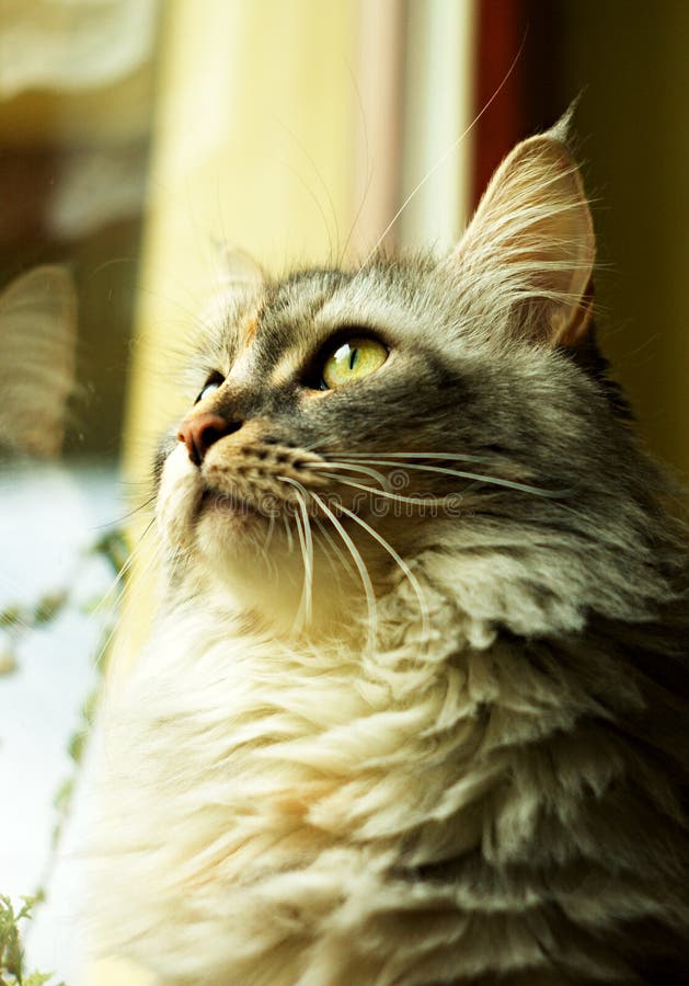 Cat look stock photo. Image of purr, playing, kitten - 37893858