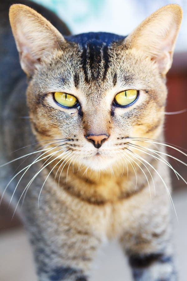 Cat look at me stock photo. Image of feline, lighting - 37179000