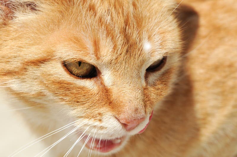 Cat Look stock photo. Image of domestic, young, look - 52473668