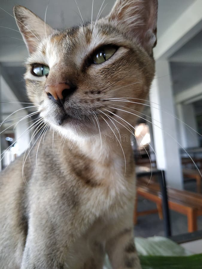 A cat look a side stock photo. Image of side, outdoor - 203552206