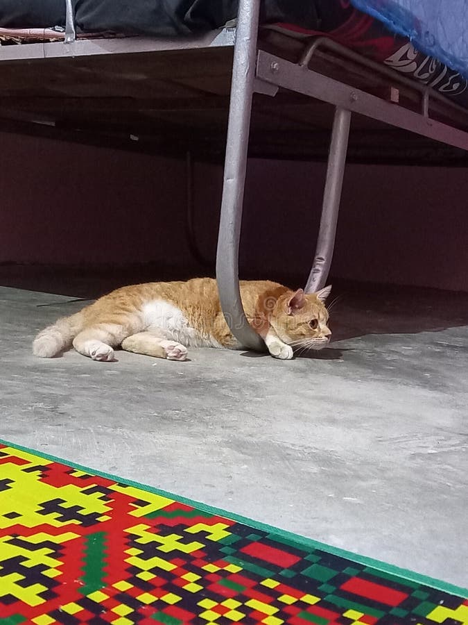 The cat look something stock photo. Image of look - 261777138