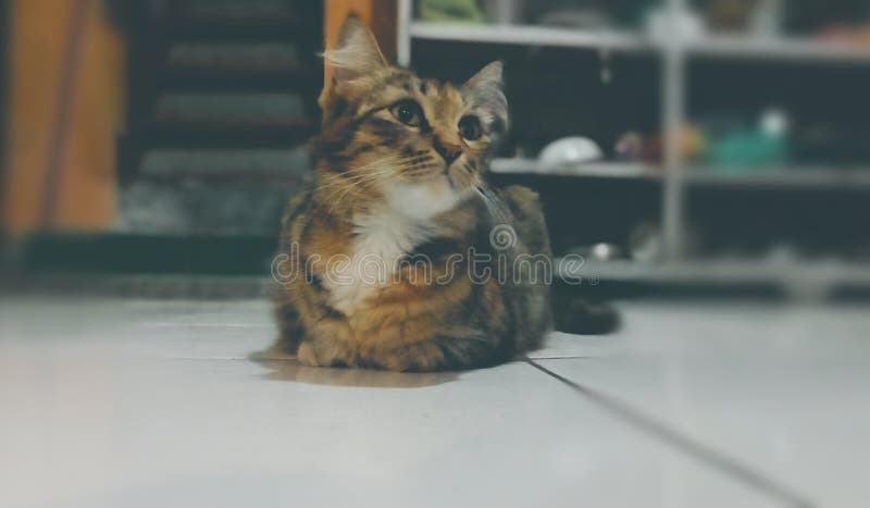 Cat look a something stock image. Image of carnivore - 264375567