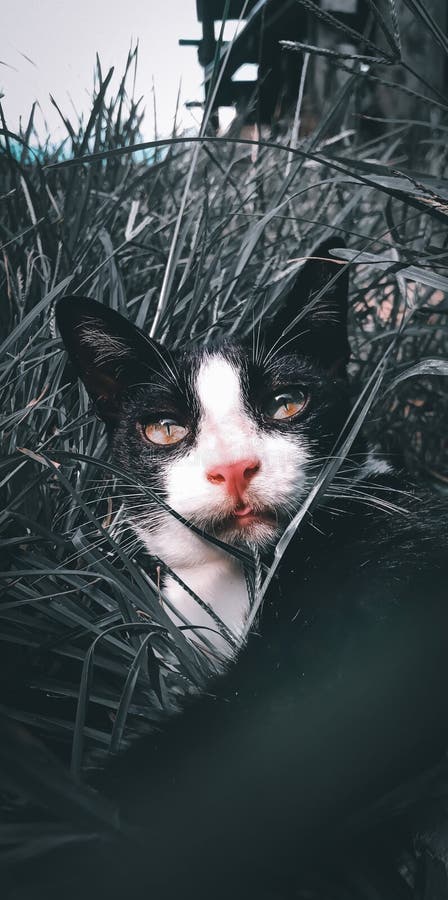 A Cat Look at To the Camera Stock Photo - Image of poster, darkness ...