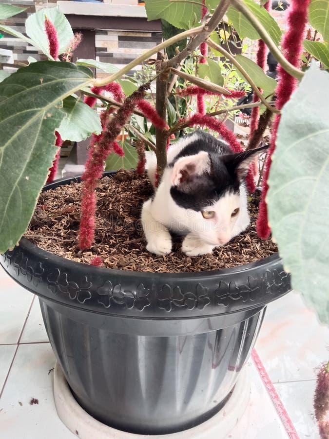 A cat look to the left stock photo. Image of left, mammal - 219285740