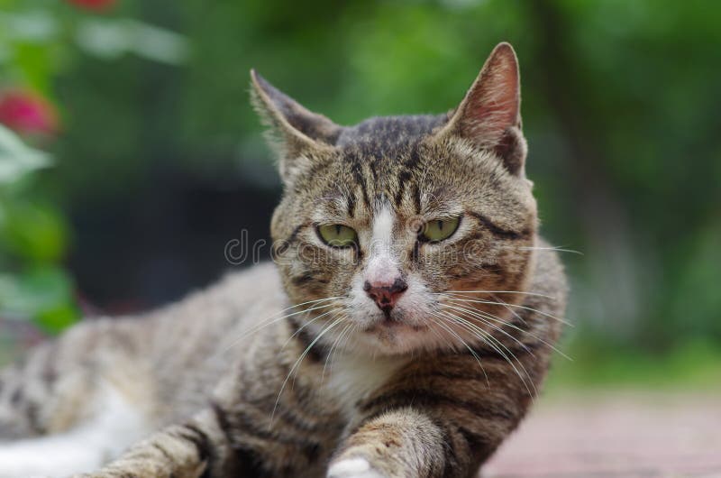 Cat look at you stock image. Image of funny, glad, adult - 24993719