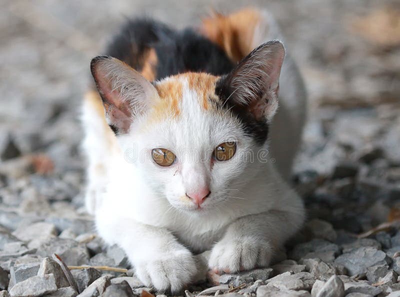 Cat look your stock image. Image of healthy, kitten, curious - 23421751