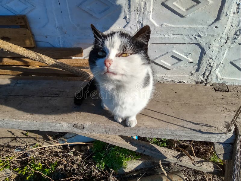 The Cat Looked at the Camera Lens Stock Image - Image of camera, lens ...