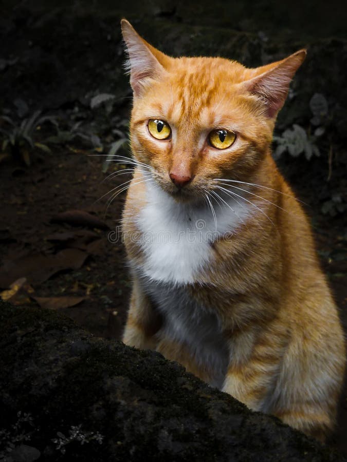 The cat looked confused stock photo. Image of looked - 98411720