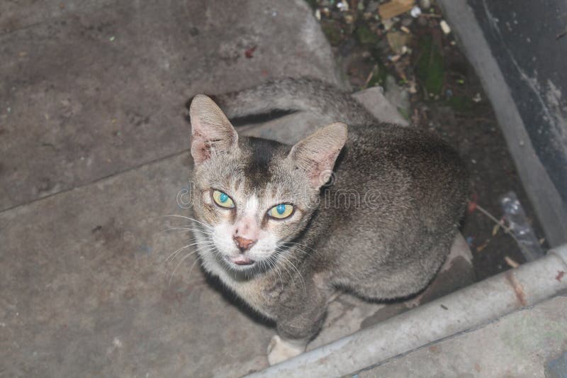 Cat lookin at stock image. Image of kitten, mammal, whiskers - 270750003