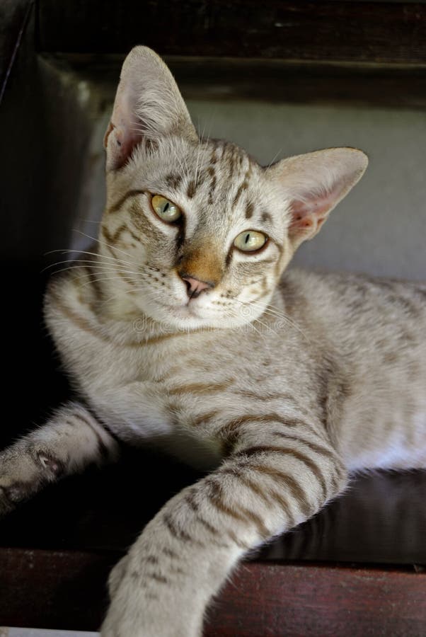 Cat looking stock photo. Image of cute, brown, nature - 25895646