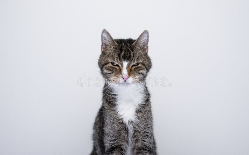 Angry Looking Birman Cat Tone on Tone Portrait on Blue Background Stock ...