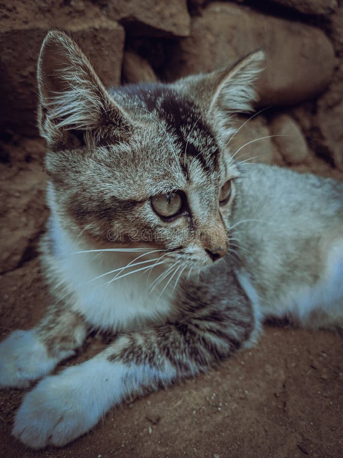 A Cat is Looking Around with a Cute Look Stock Photo - Image of cute ...