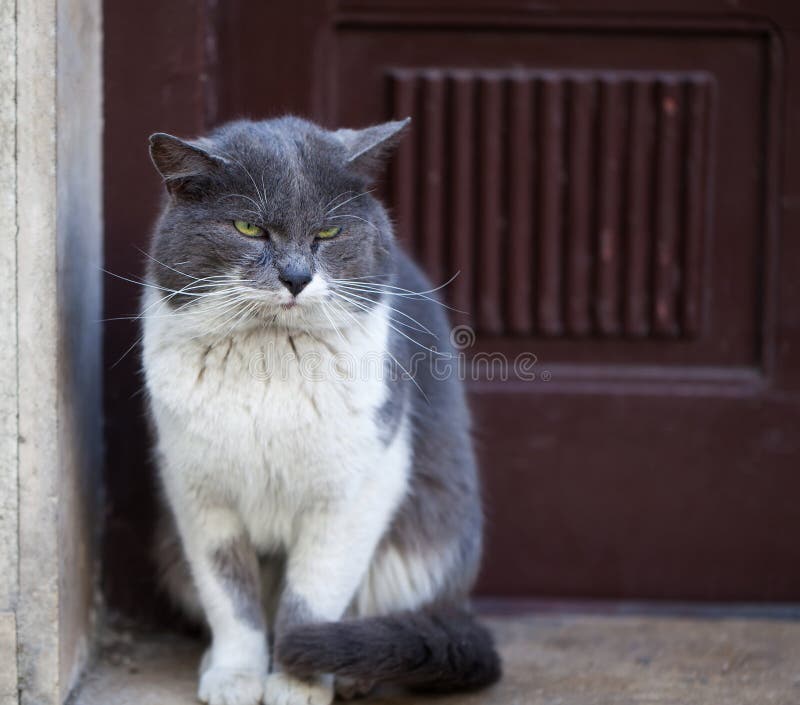 Cat looking around stock photo. Image of outdoor, furious - 87465724