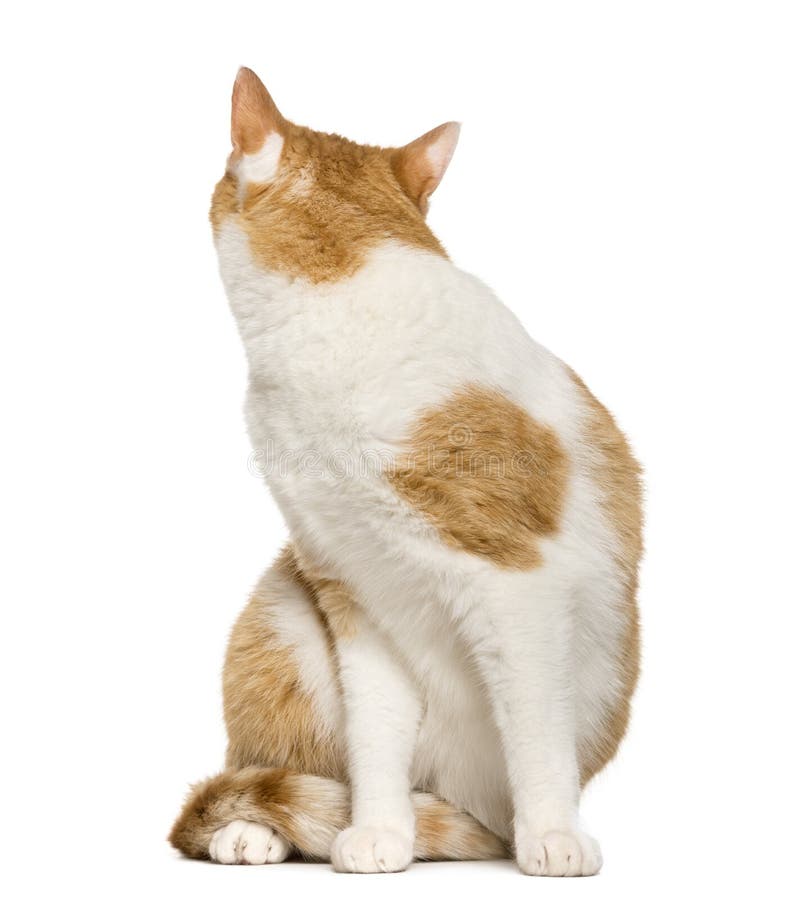 1,103 Cat Rear View Stock Photos - Free & Royalty-Free Stock Photos ...
