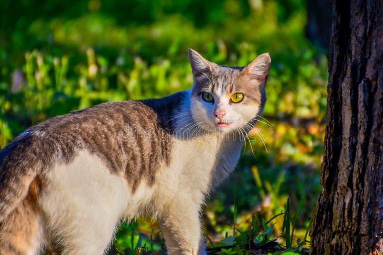 Cat Looking Back. Cat Walking and Looking Back for Will Be Not Noticed ...