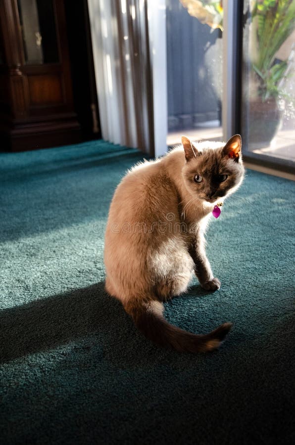 219 Cat Sitting Looking Over Shoulder Stock Photos - Free & Royalty ...