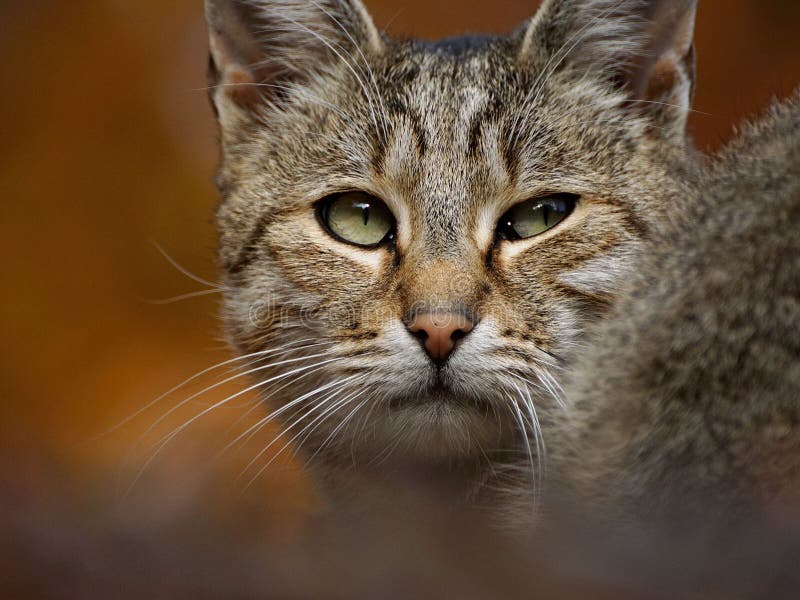 6,420 Back Cat Looking Photos - Free & Royalty-Free Stock Photos from ...