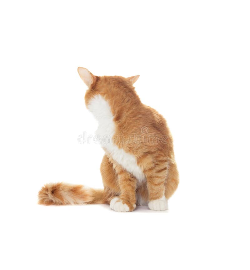 Cat Back View. Two Kittens Sitting Isolated on White. Stock Photo ...