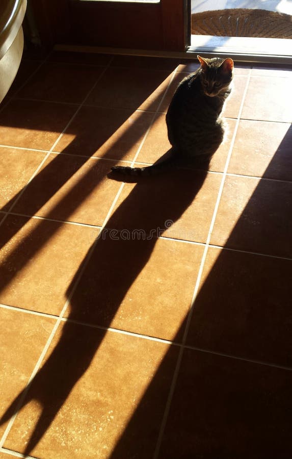Elongated Shadows Of Two People On Road Stock Photo - Image of copy ...