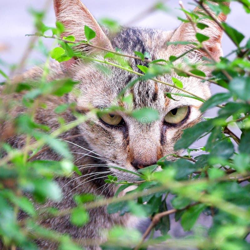 Cat is Looking from Behind a Tree Stock Photo - Image of face, close ...