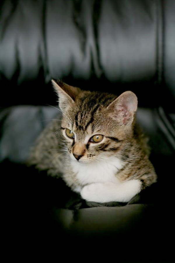 Cat looking from below stock image. Image of beautiful - 8680103