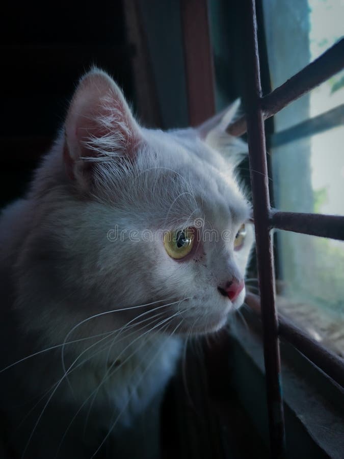 Cat looking at bird stock photo. Image of looking, cute - 263708706