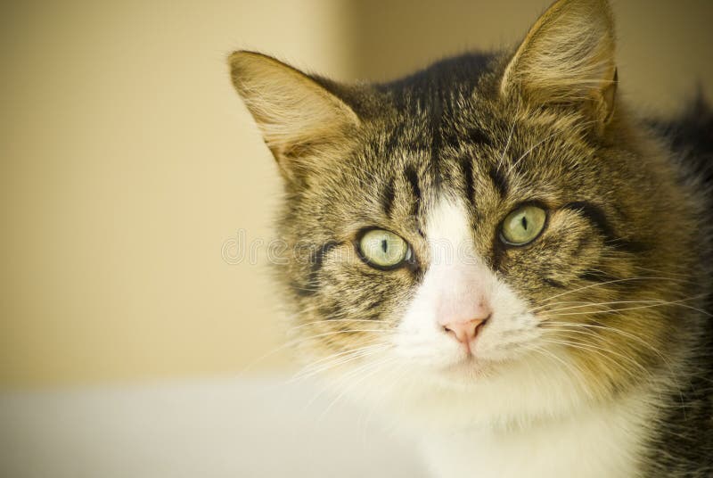 Cat looking at camera stock photo. Image of kitty, cute - 12379286
