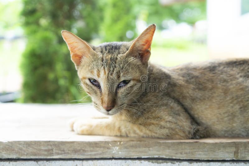 Cat Looking at Camera stock foto. Image of gelukkig - 124518730