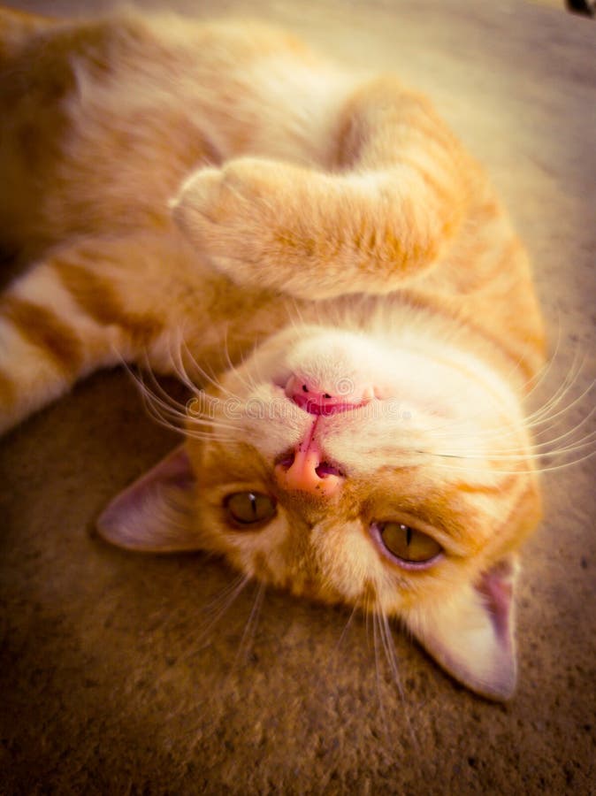 A cat looking the camera stock image. Image of skin - 195467007