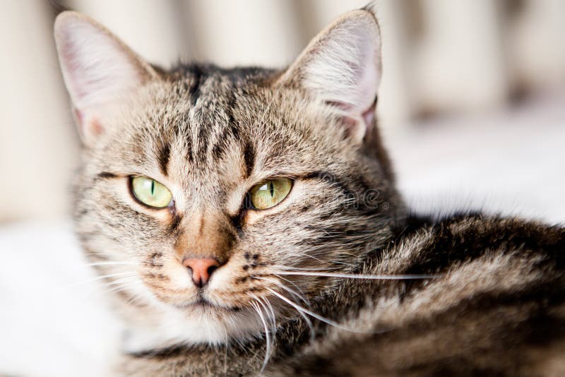 Cat looking into camera stock image. Image of lying, daydream - 27343689