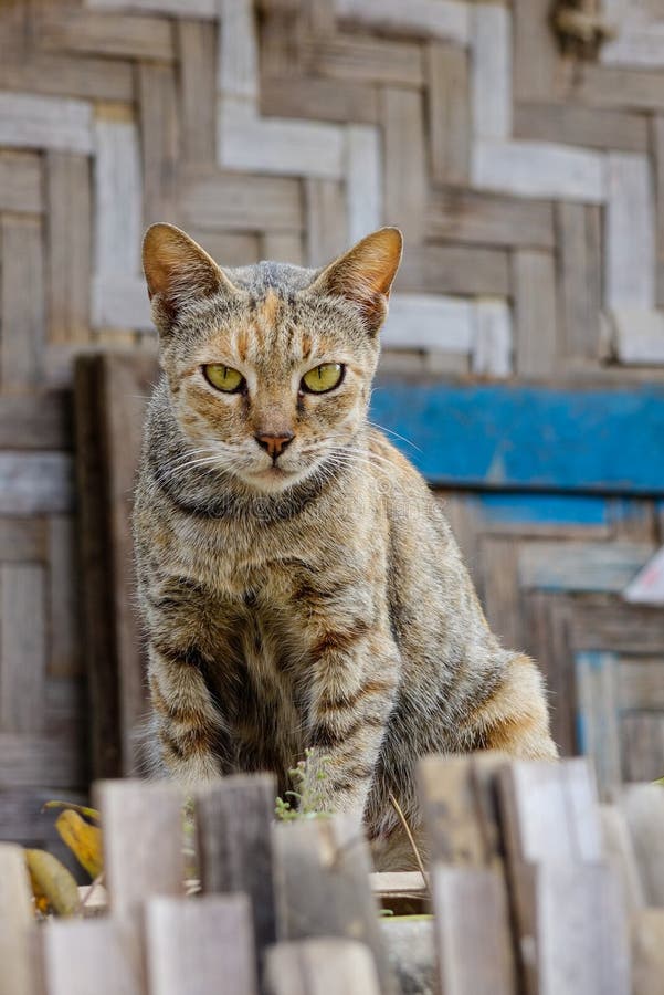 A Cat Looking at the Camera Stock Image - Image of people, animal: 73791341