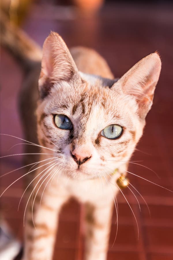 Cat looking at camera stock photo. Image of light, lovely - 85124222