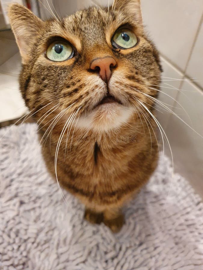 Cat looking at the camera stock photo. Image of mammal - 209679188