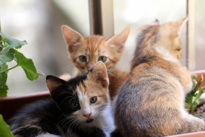 Cat looking at the camera stock photo. Image of funny - 33580530