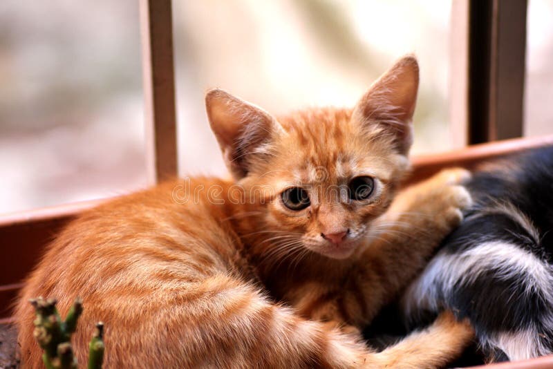 Cat looking at the camera stock photo. Image of funny - 33580536