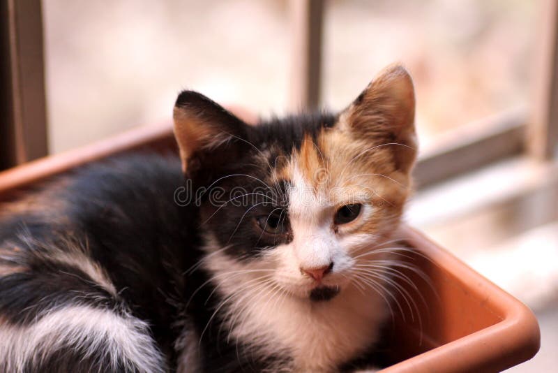 Cat looking at the camera stock image. Image of white - 33580569