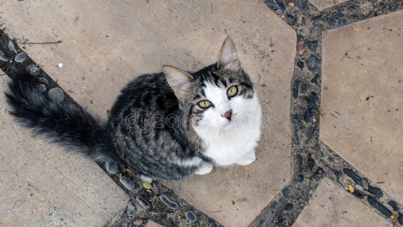 275 Cute Cairo Stock Photos - Free & Royalty-Free Stock Photos from Dreamstime