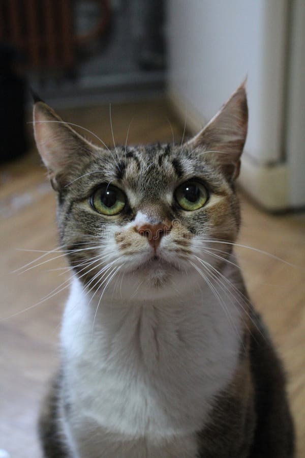 Cat Looking at Camera. Cat Eyes Wide Open. the Cat Looks Up Stock Photo ...