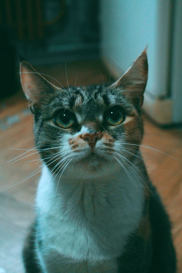 Cat Looking at Camera. Cat Eyes Wide Open. the Cat Looks Up Stock Photo ...