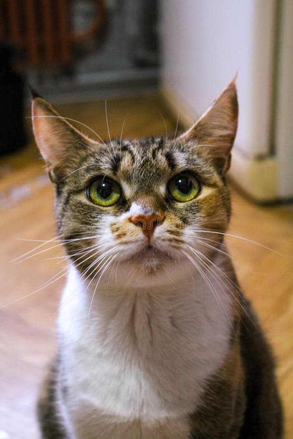 Cat Looking at Camera. Cat Eyes Wide Open. the Cat Looks Up Stock Image ...