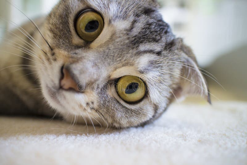 Cat looking at camera stock image. Image of face, lying - 50967855